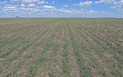 Crop Report For The Period June 11 To June 17, 2019 – Wakaw Recorder
