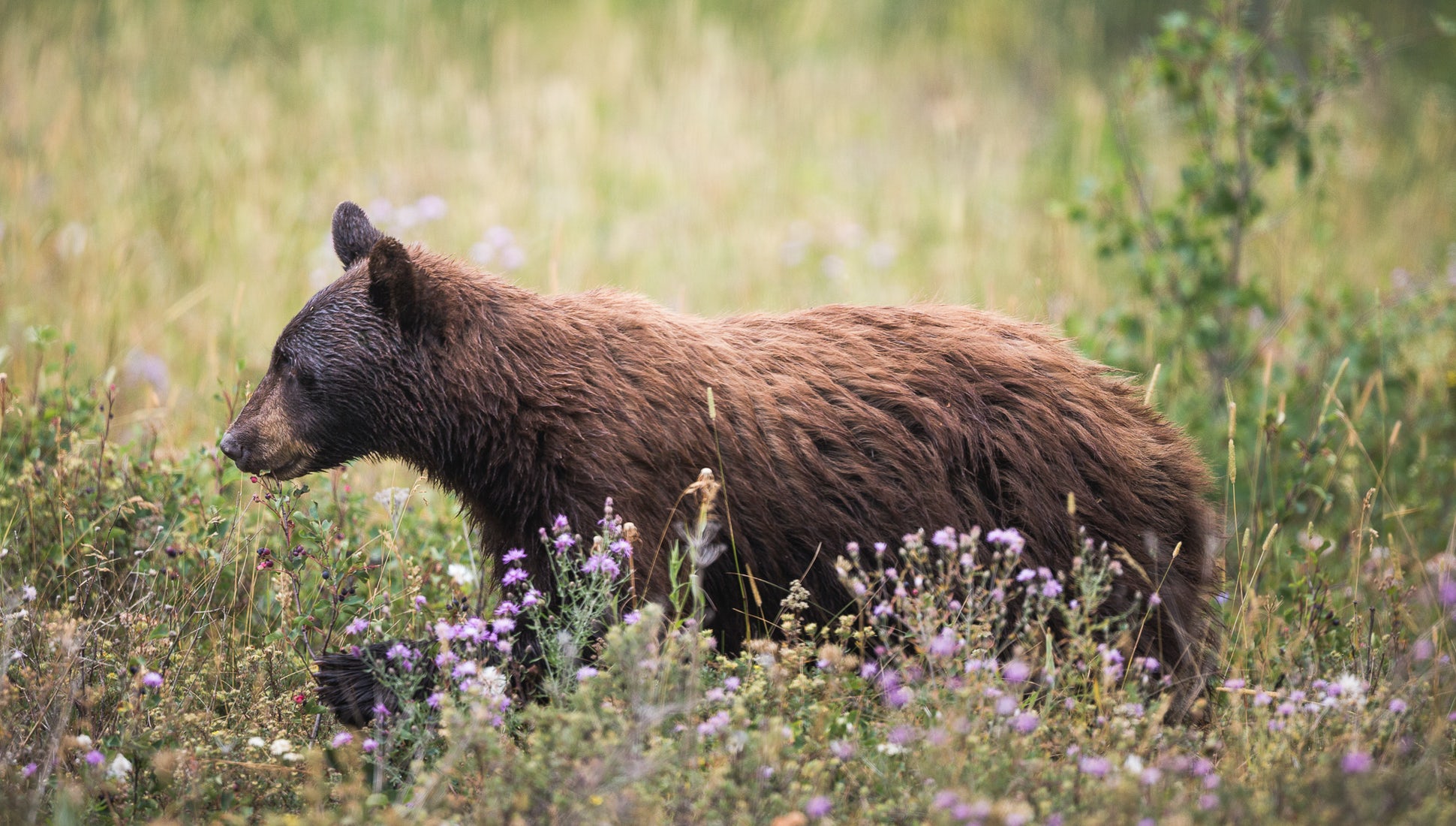 Stay Bear Smart And Safe Around Wildlife-The Wakaw Recorder