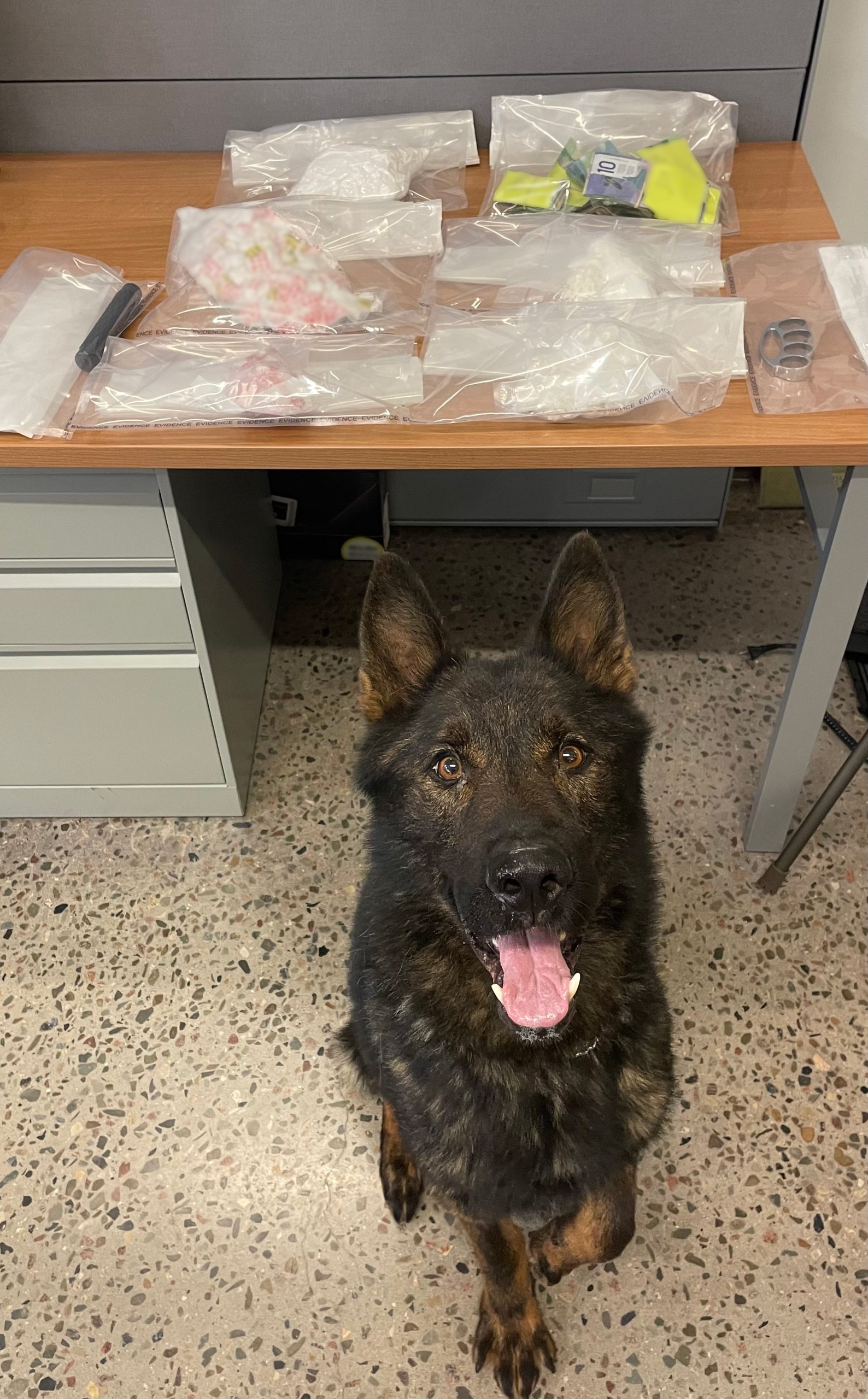 1.5 Kilograms of Cocaine seized by Police Service Dog, Kilo, and the ...
